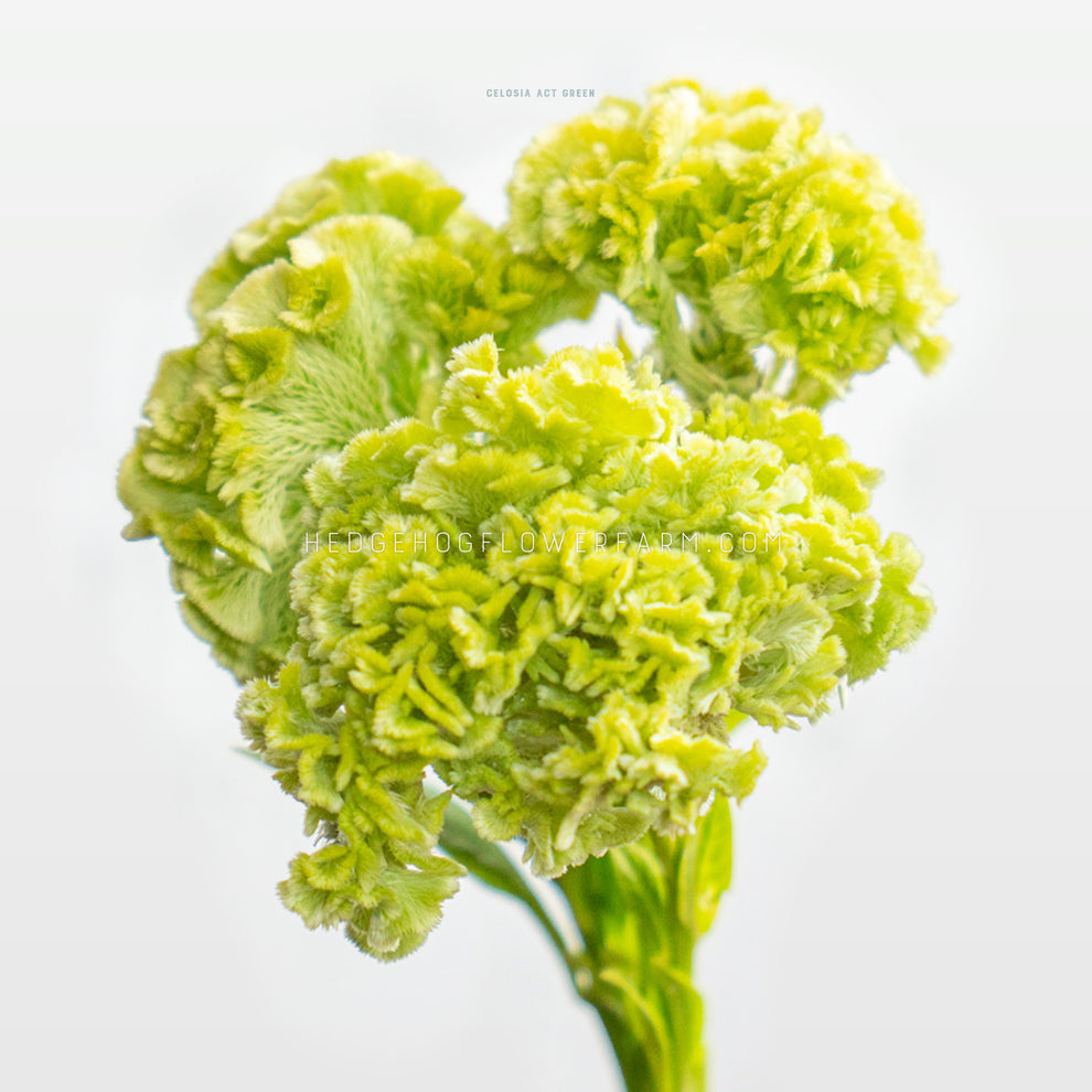 Celosia Act Green Seeds | Weird Green Focal Flower – HedgehogFlowerFarm.com