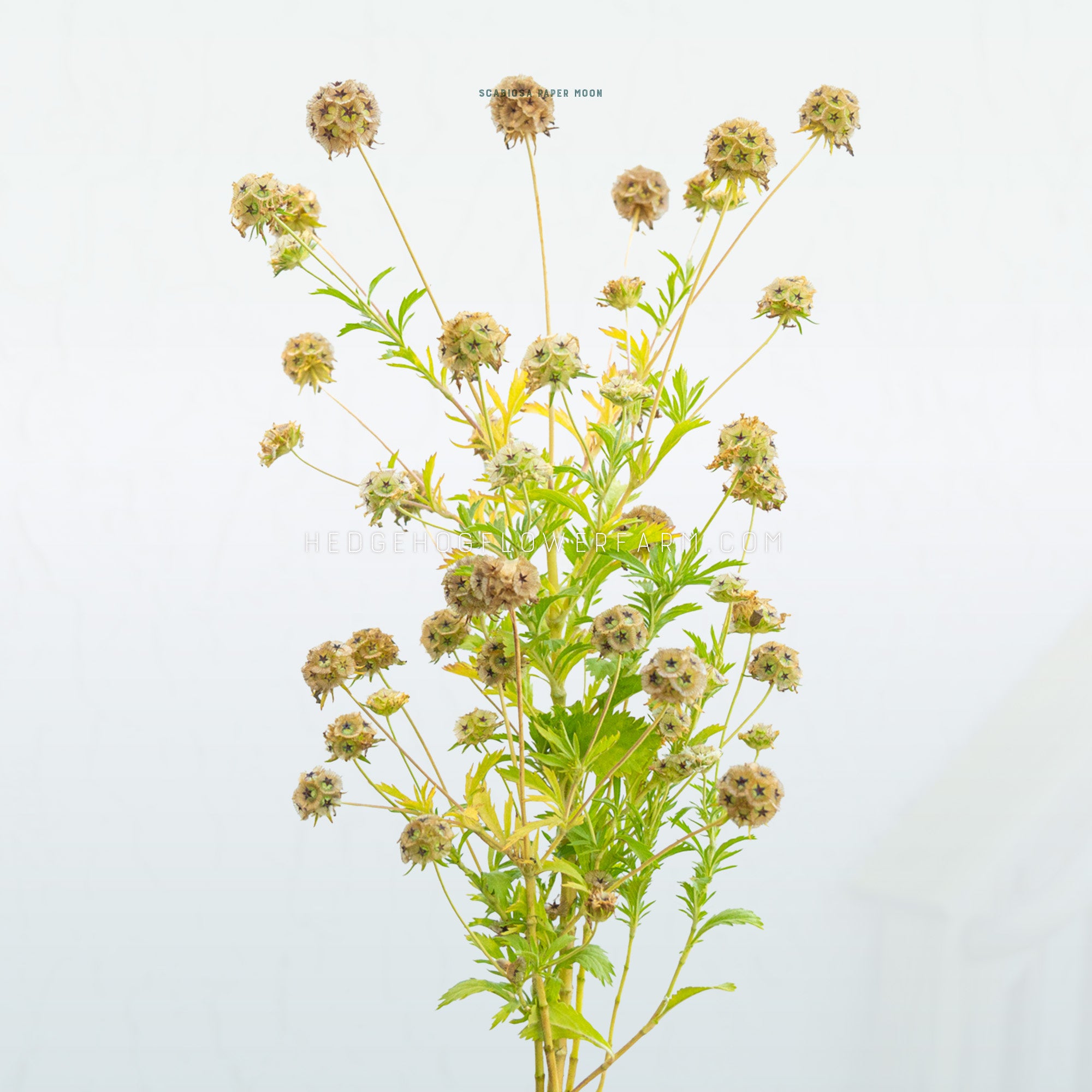 Scabiosa Stellata Paper Moon Seeds | Paper Pincushion Starflower ...