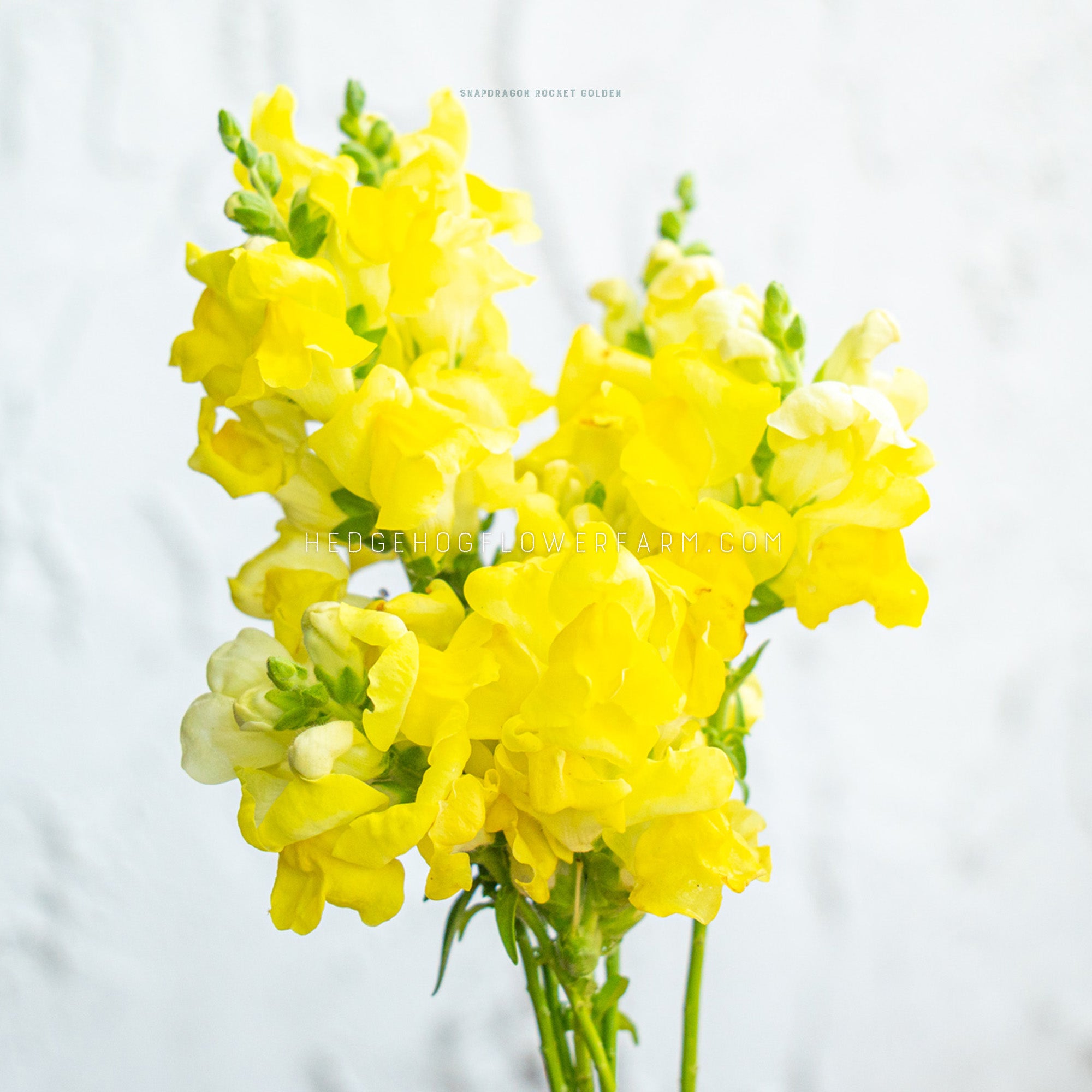Rocket Golden Snapdragon Seeds | Golden Yellow Blooms on Tall Stems ...