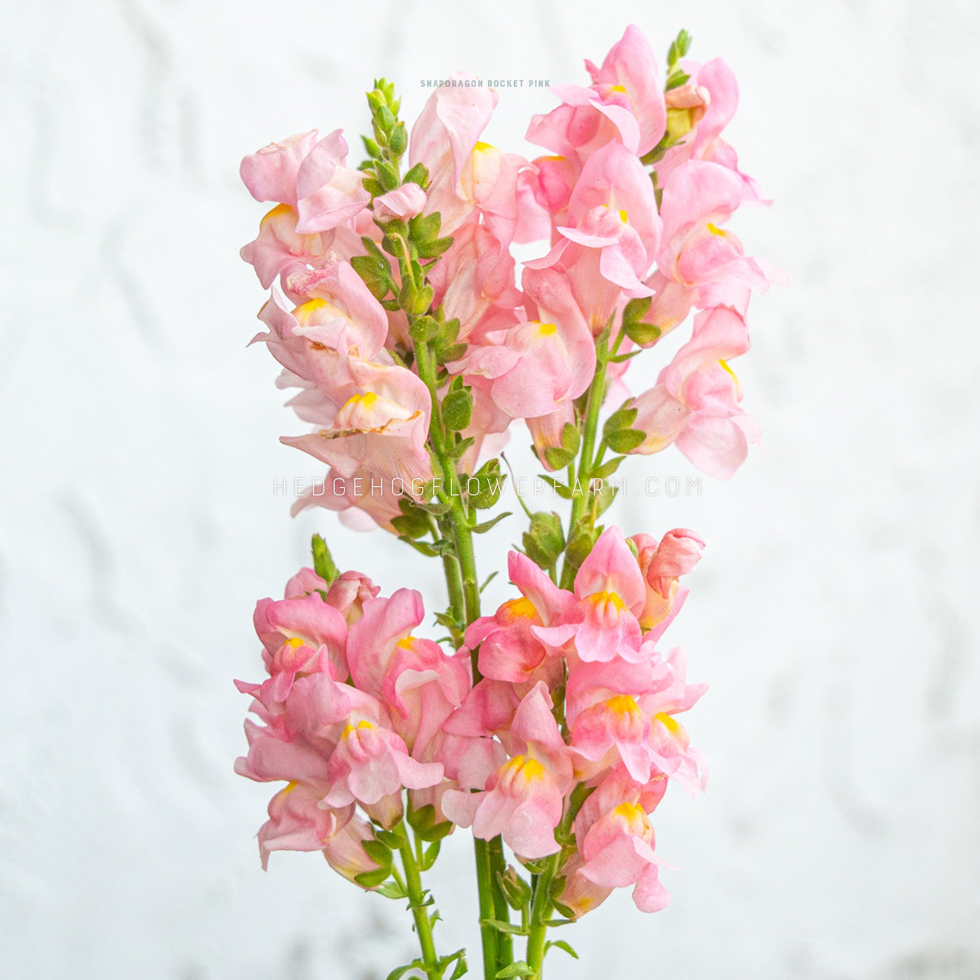 Rocket Pink Snapdragon Seeds | Pink Blooms on Tall Stems ...