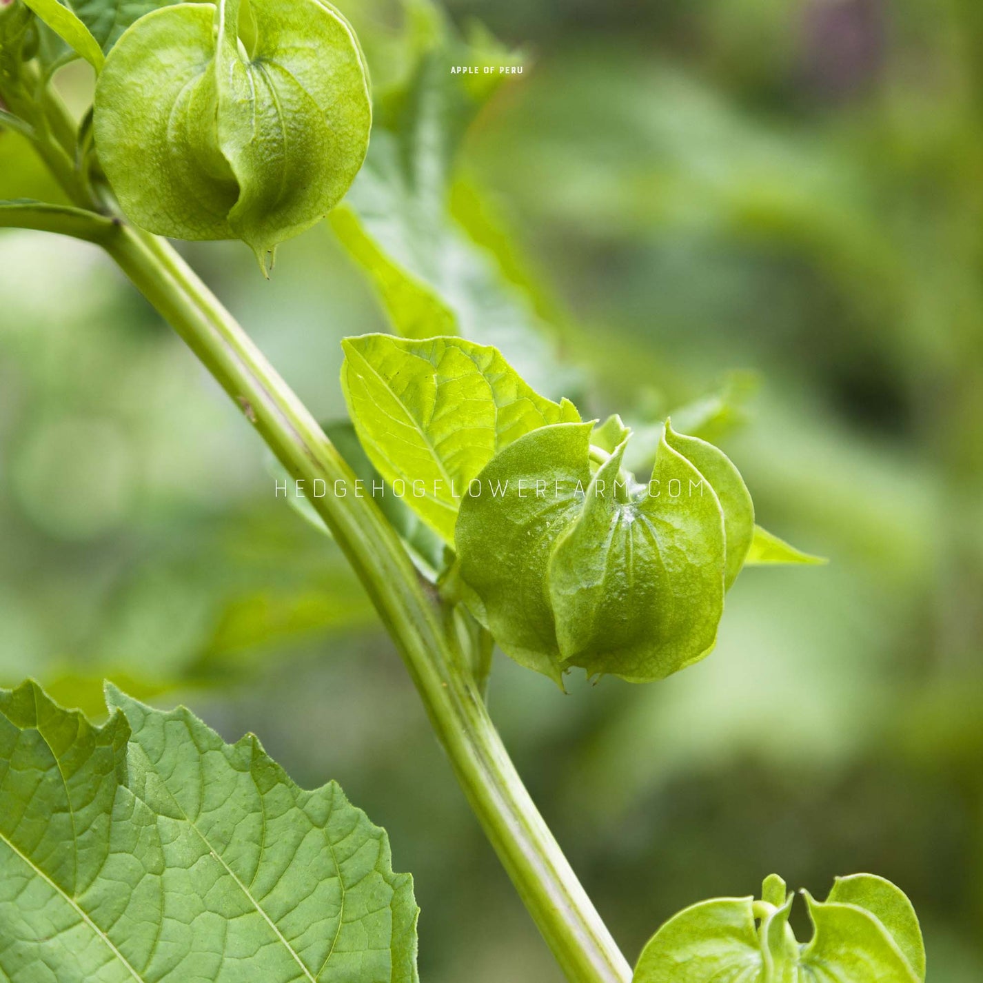 Apple of Peru Seeds | Easy to Grow Filler Foliage with Cool Pods ...