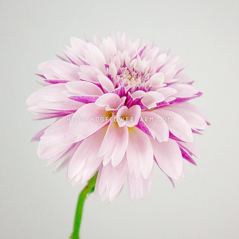 Dahlia - Rooted Cutting - Salish Twilight Girl – HedgehogFlowerFarm.com