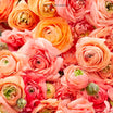 Ranunculus Amandine Salmon | 10 Corms | Precious Persian Buttercups ...
