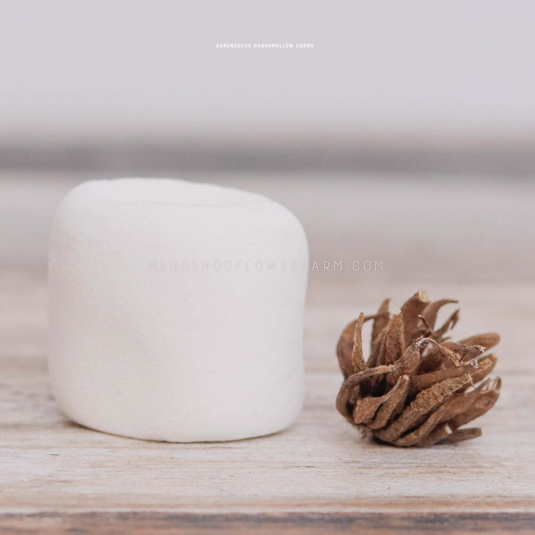 Ranunculus Half Clone Marshmallow - 10 Corms - Dreamy Soft Pink Persian ...