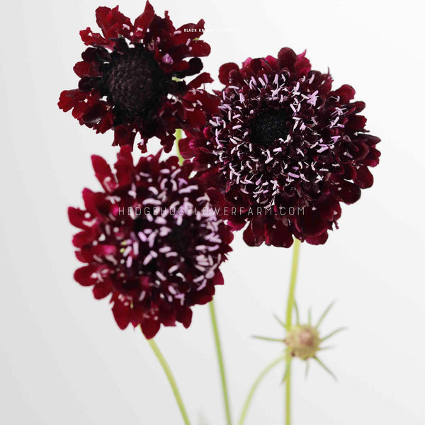 Black Knight Scabiosa Seeds | Moody Dark Burgundy Pincushion Flower ...