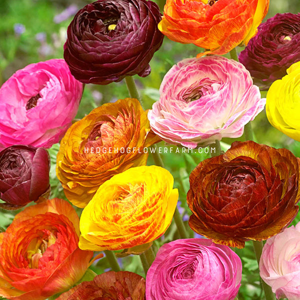 Ranunculus Tecolote Picotee Mix | 10 Corms | Colorful Mix ...