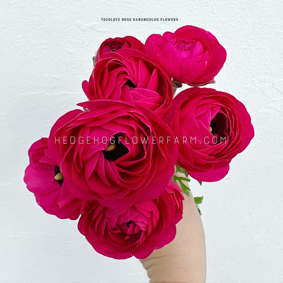Ranunculus Tecolote Rose | 10 Corms | Vivid Pink Persian Buttercups ...