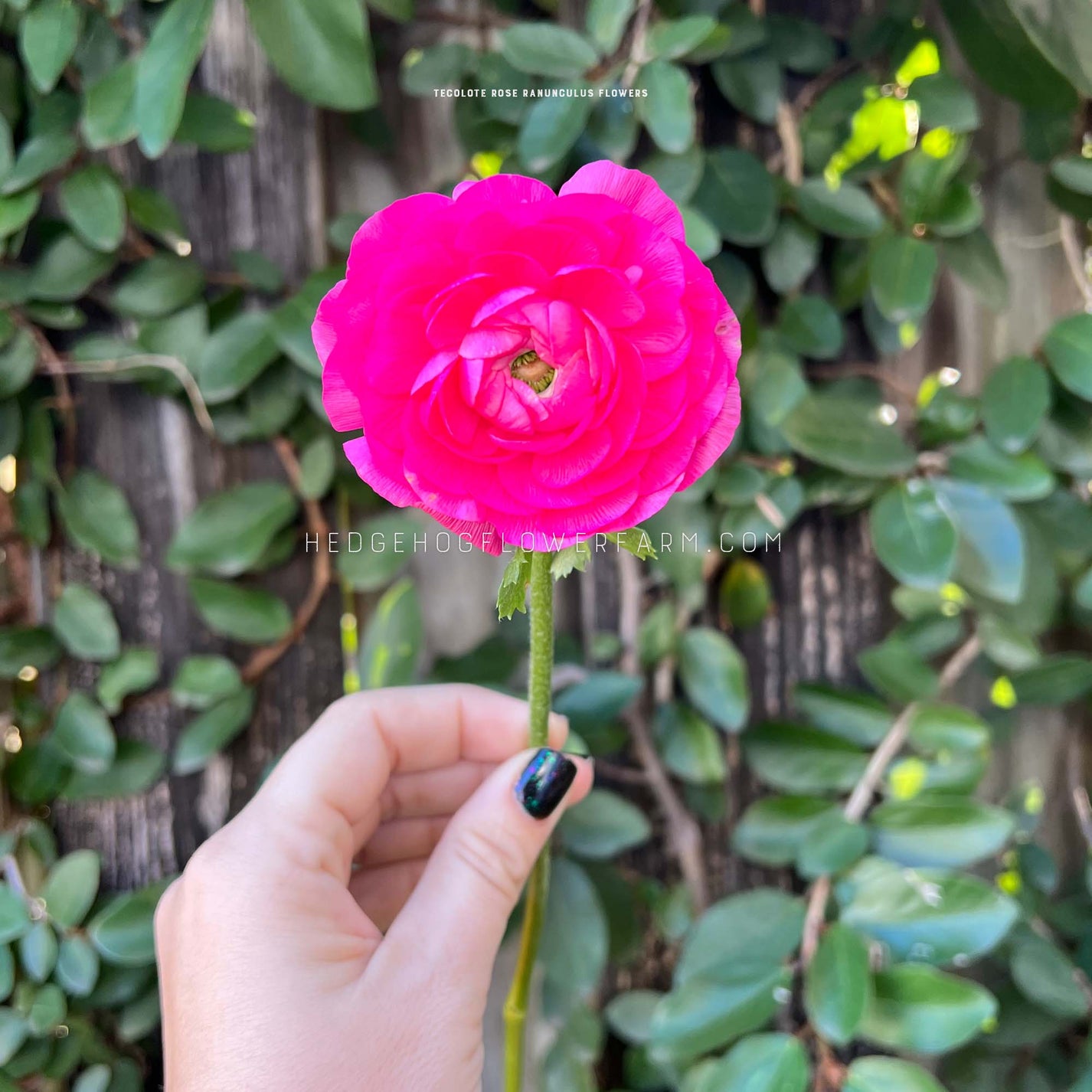 Ranunculus Tecolote Rose | 10 Corms | Vivid Pink Persian Buttercups ...